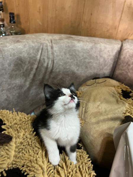 Кошки котята маленькие