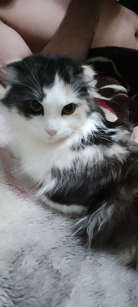 Продаётся кошка вислоухая