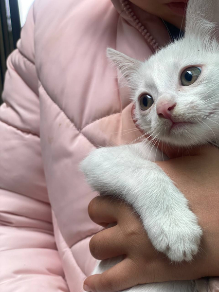 Турецкий angora mushugi sotiladi
