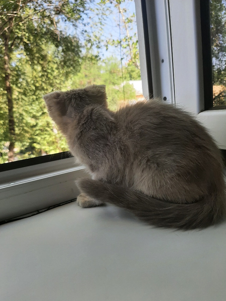 Скотиш фолд мальчик девочка