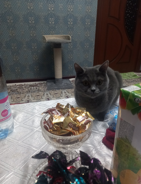 Продается срочно Британская короткошёрстная кошечка