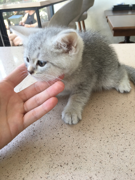 котенок скоттиш страйт