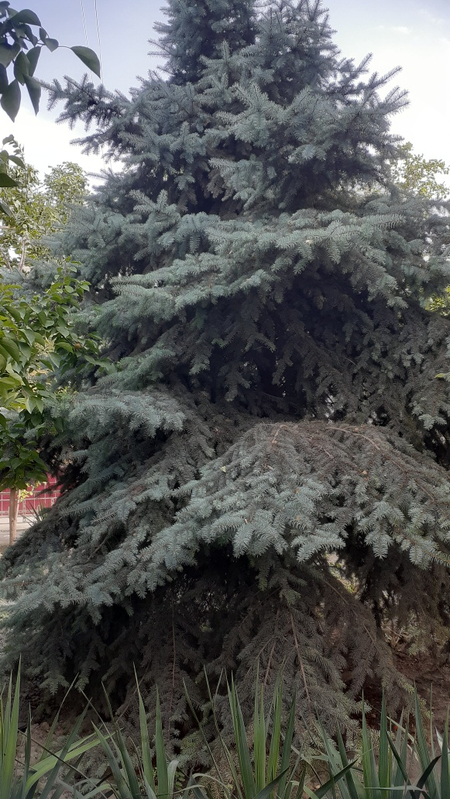 Продаю голубая ель своя