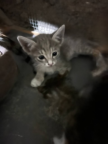 Бесплатно котята в добрые руки