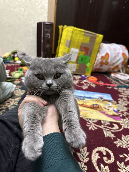 Продается Кот