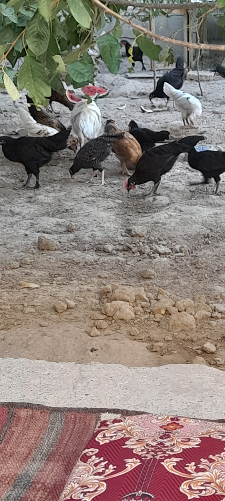 Hurozlar sotiladi har hil turdagi