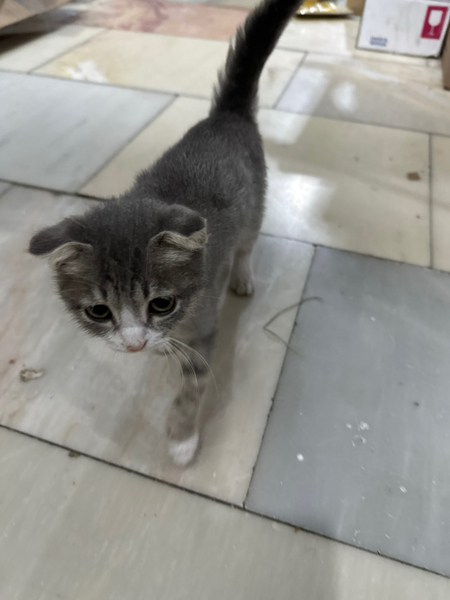 Продаёться котёнок скотиш фолд