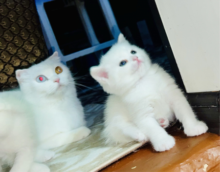 Шотланский Скоттиш Фолд!