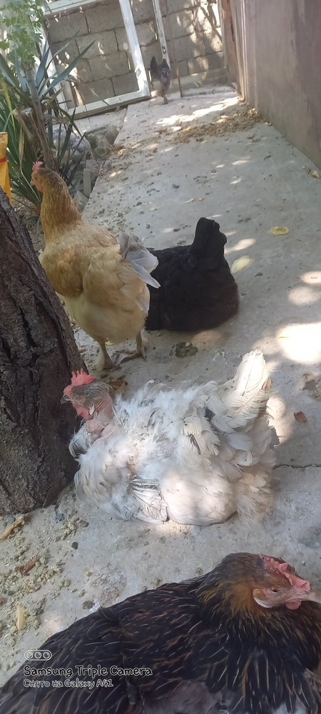 Продаются петух с курами