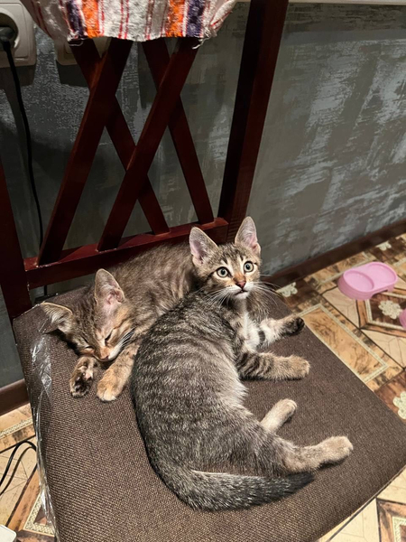 Бесплатно в любящие руки котята