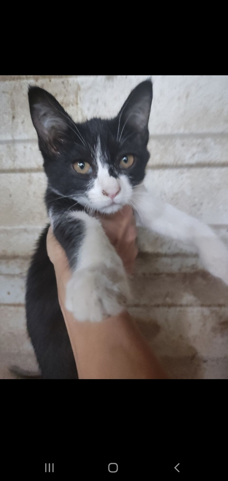Отдаются котята  в хорошие руки