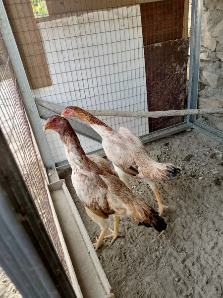 Kulangi mokiyonlar sotiladi