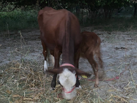 Ona bola sigir sotiladi birinchi qorin.