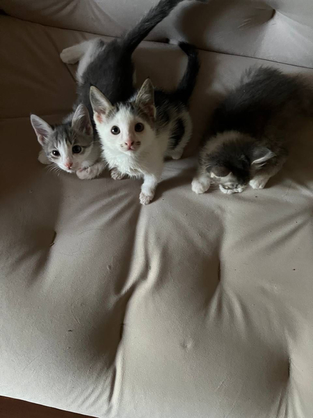 Бесплатно в  хорошие руки котята