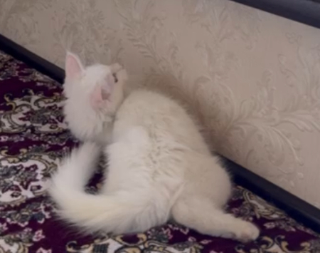 Мейкун котенок белый пушистый