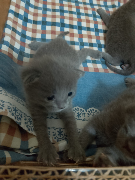5 котёнков фолд серие и светло серие