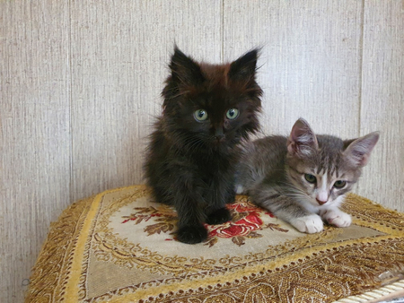 Отдаються котята в хорошие руки
