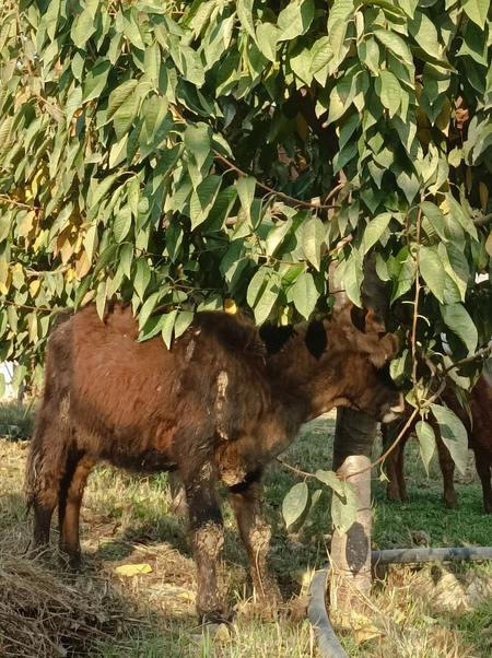 Ğunajin buzoqlar sotiladi soğligi zor.