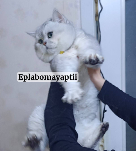 Вязка кошка, Nasl olish uchun mushuk