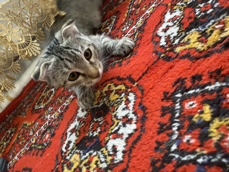 котенок скоттиш страйт мама фолд папа страйт очень умная игривая