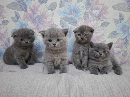Продаются Шотландские котята