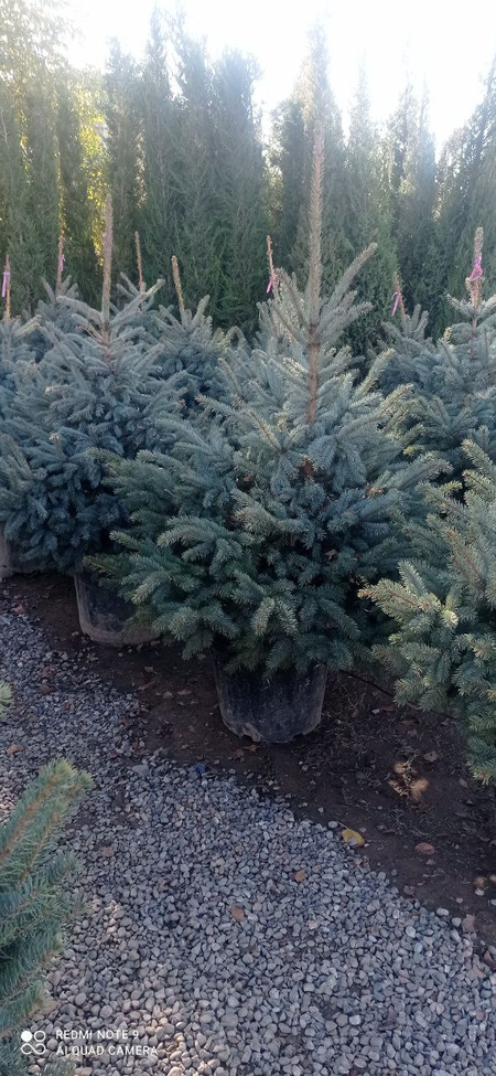 Zar xil turdagi dekarativni archa va fillar sotilad