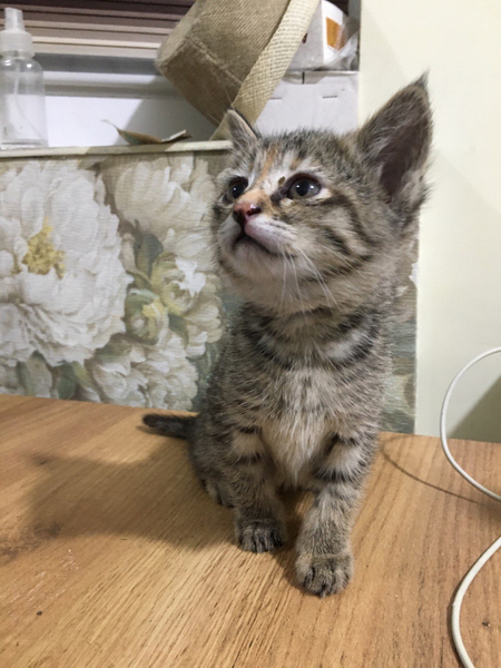 Отдам котят бесплатно в хорошие руки.