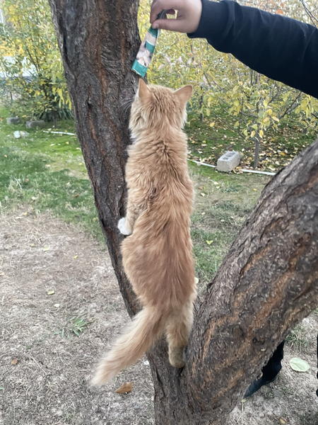 Папа и детёнош бенгальских