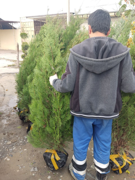 Gazon va daraxitlar ekamiz garatiya beriladi toshkent shaharda .