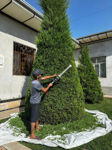 Archa kesish va ekish, dorilash, gazon ekish, landshaft ishlari