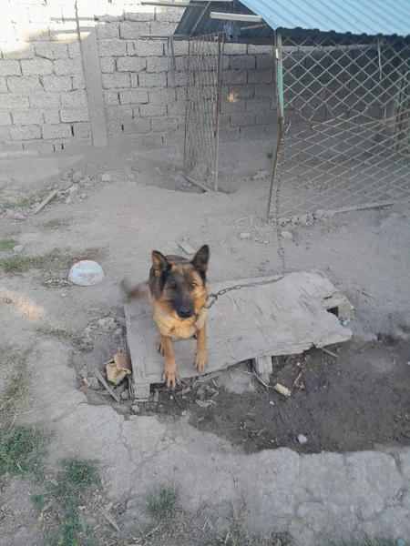 Nemis Afcharkasi tozaqon 3-yosh.