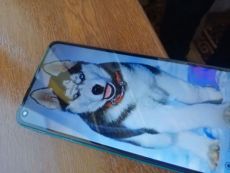 Redmi not 9ʕ •ᴥ•ʔSotilad + zaryadka + chocolate+pubg mobile acaunt