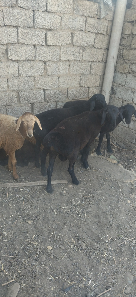 Yoash 6-7oylik Bishkekni zotli qo'chqorlari sotiladi soni 6ta