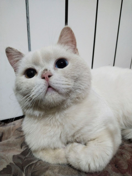 Продаётся кот (мальчик)