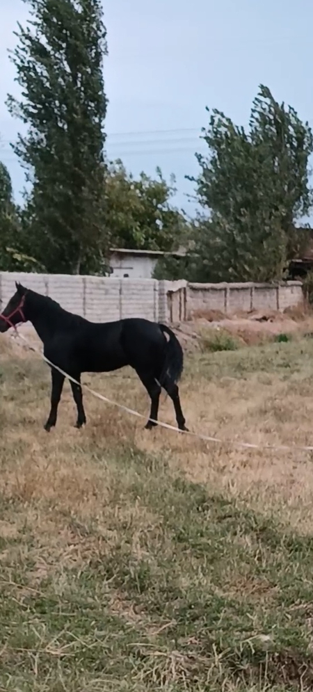 От сотилади кора байр