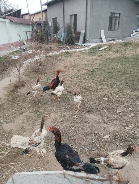 Дакан ху́роз товуқлари Домашние куры петух