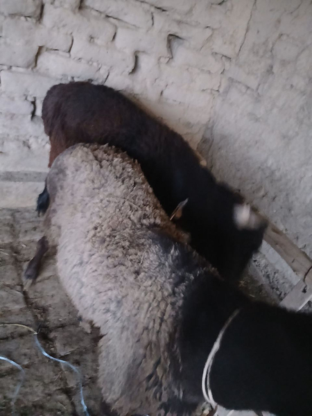 Ку́чкорлар сотилади
