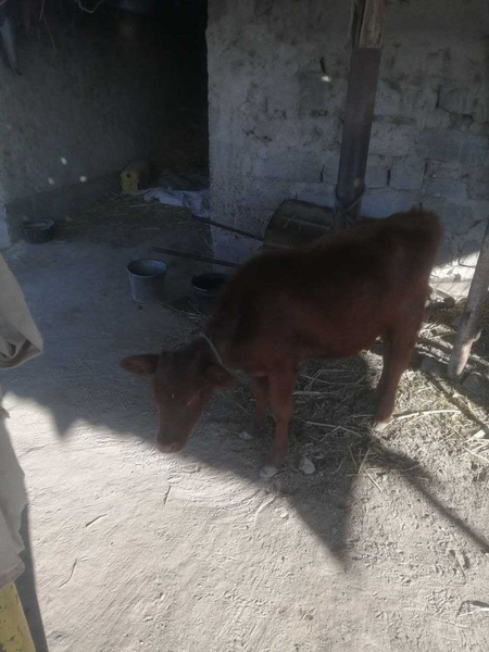 Ona bola sigir sotiladi