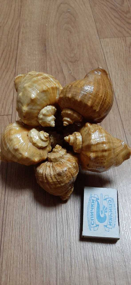 Ракушки сувенир СССР