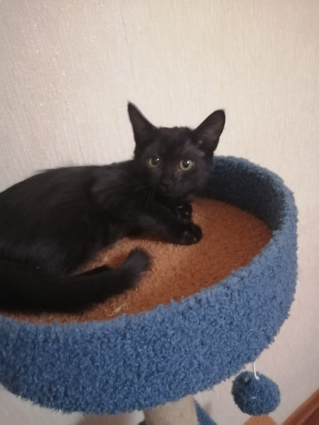 Котенок, девочка, 3 месяца Ночка