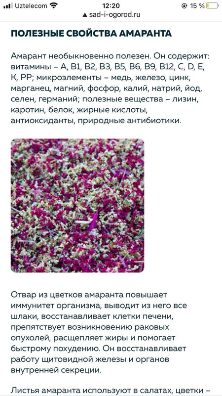 Амарант уруги