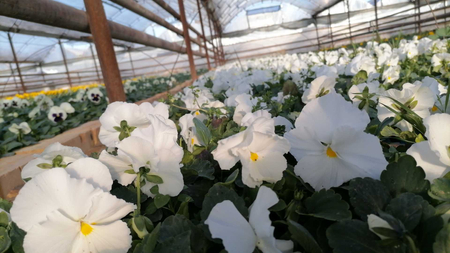 Perecheslena bor Gul flowers  veola  To'lov istalgan usulda viola