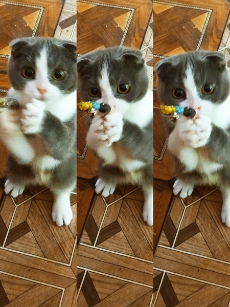 Продаётся шотландская вислоухая кошка мальчик
