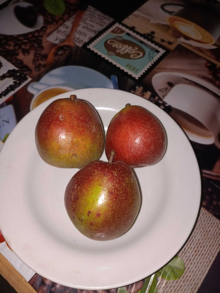 Nok sotiladi (oʻrmon goʻzalli)