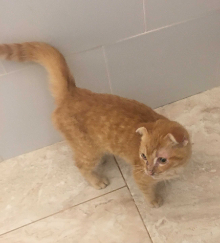 Подросший Котенок шотландской вислоухой / Скоттиш-фолд