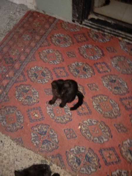 бесплатно отдам котёнка