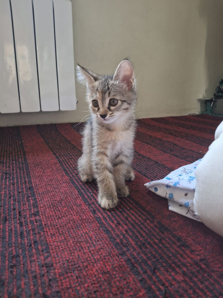 Котята отдаются в добрые руки