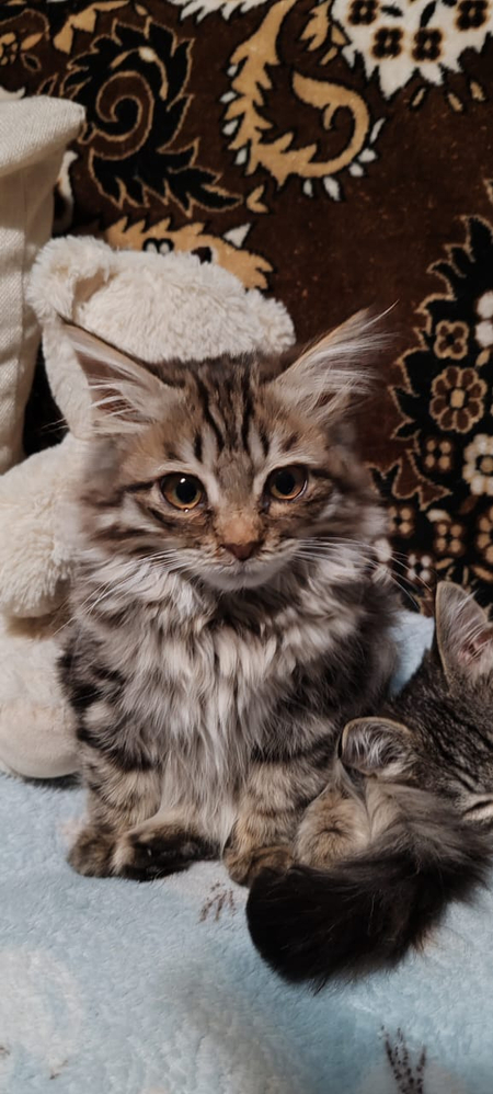 Отдам котят в добрые руки