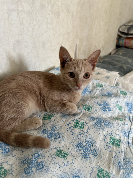 Отдам котенка в хорошие руки
