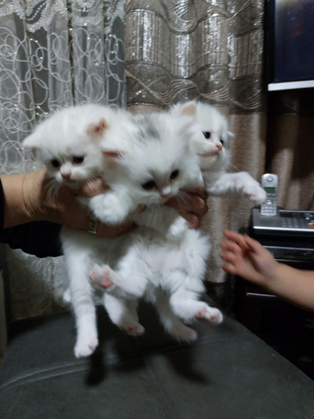 Продаются котята 4 шт